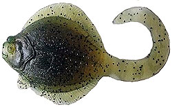 Real Fish Bait Company Sanddab-Swimbait Body